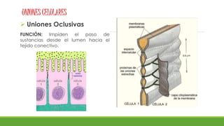 Adhesión celular | PPTX