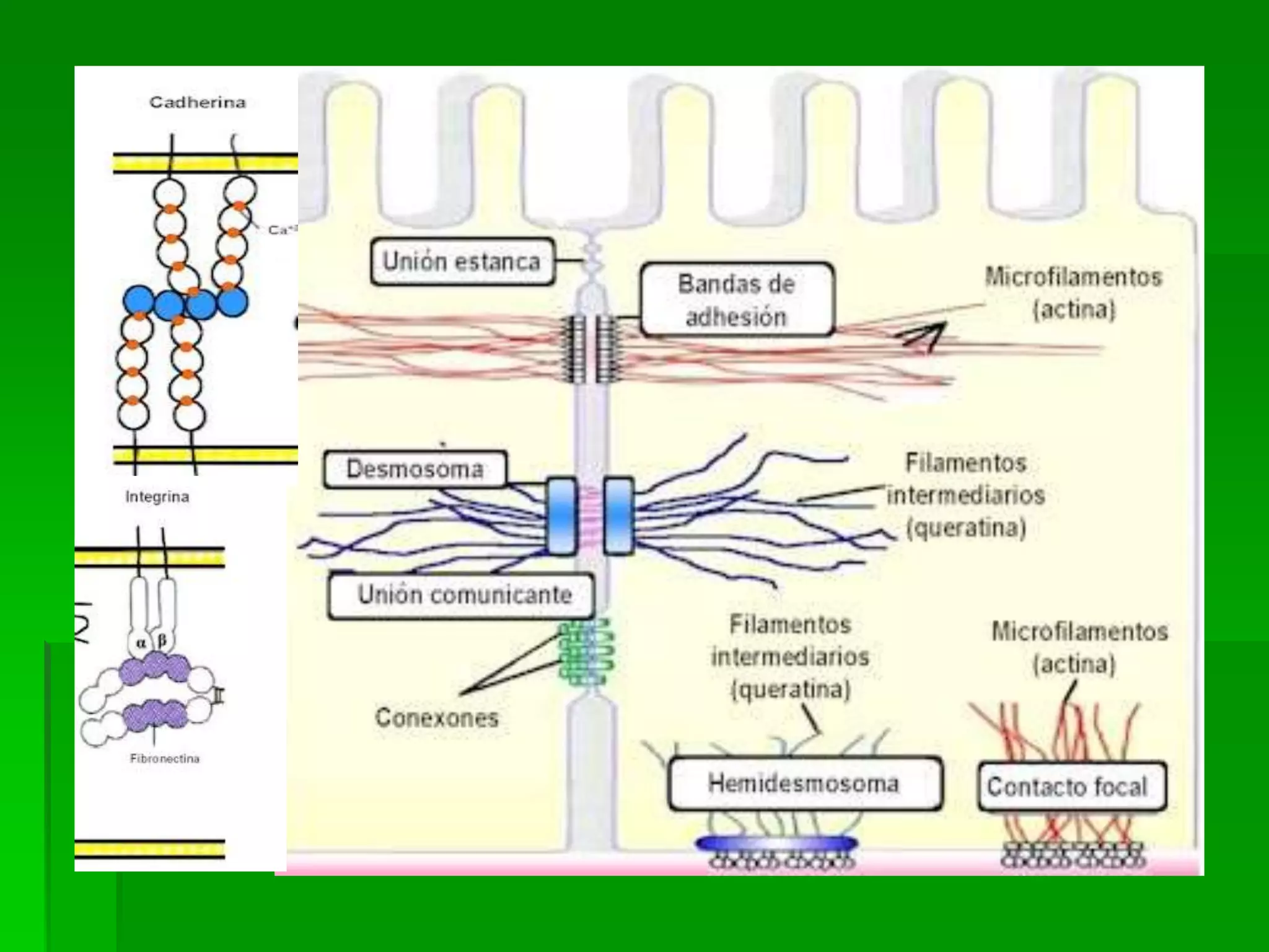 Adhesion celular-y-matriz-extracelular2089 | PPT | Biological Sciences ...