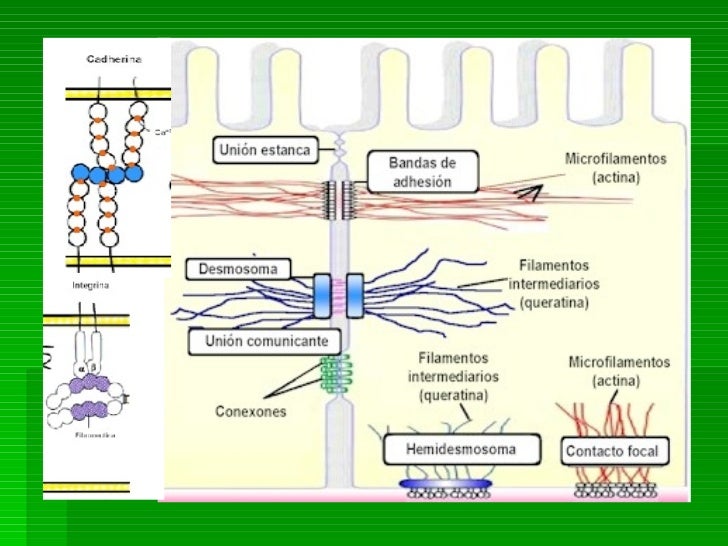 ADHESION CELULAR Y MATRIZ EXTRACELULAR