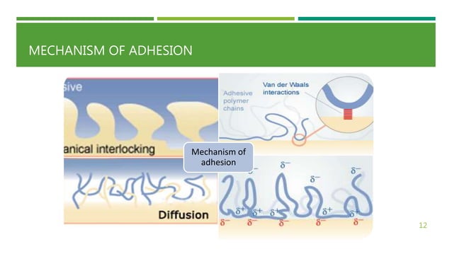 Adhesion & Bonding in Dentistry | PPTX | Dental Health | Diseases and ...