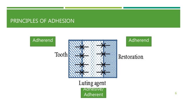 Adhesion & Bonding in Dentistry | PPTX | Dental Health | Diseases and Conditions