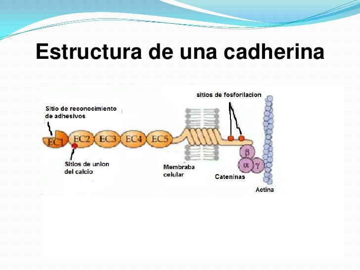 Adhesion Celular Raul Alvarado