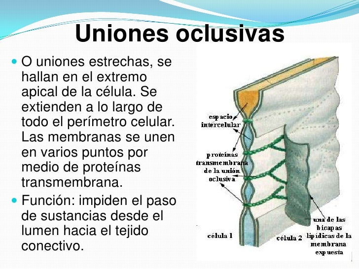 Adhesion celular raul alvarado