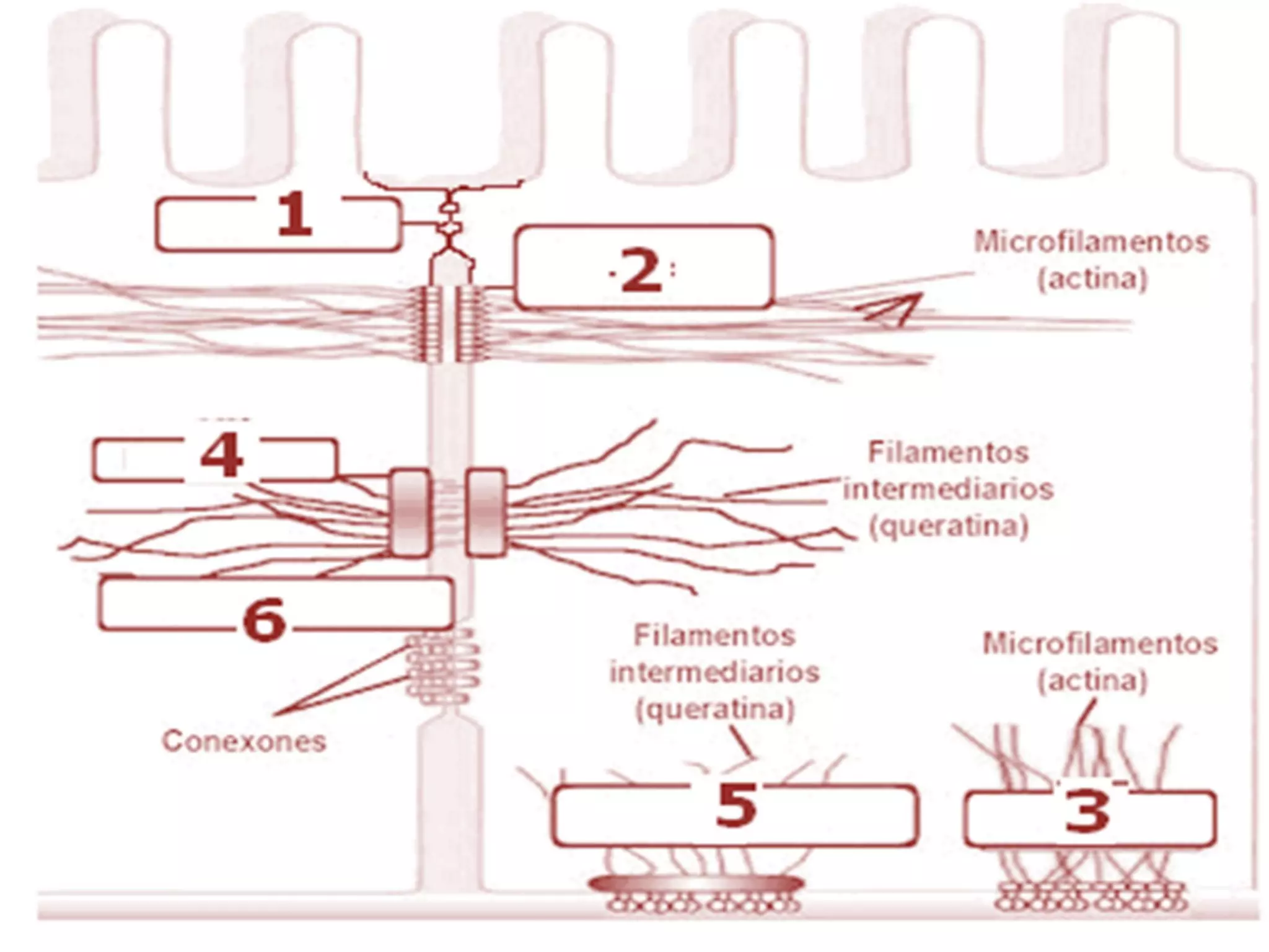 Adhesion celular 4 electivo | PPT