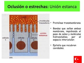 Adhesion celular 4 electivo | PPT