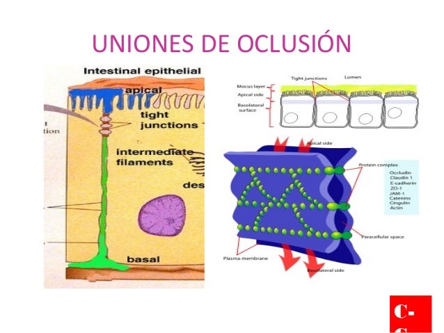 Adhesion celular 4 electivo