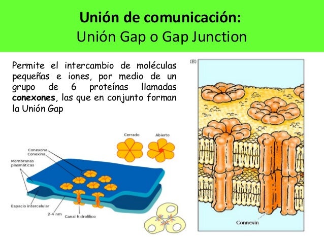 Adhesion celular 4 electivo