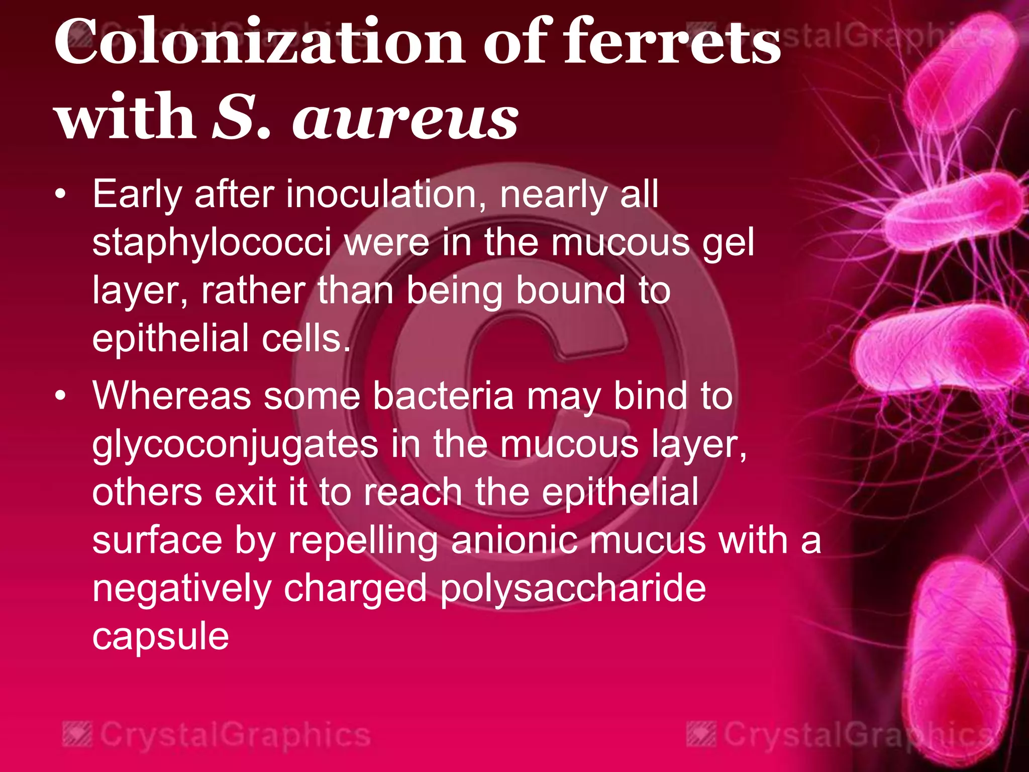 Adhesion, invasion and colonization | PPTX
