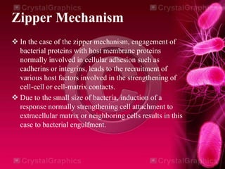 Adhesion, invasion and colonization | PPTX