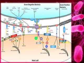 Adhesion, invasion and colonization | PPTX