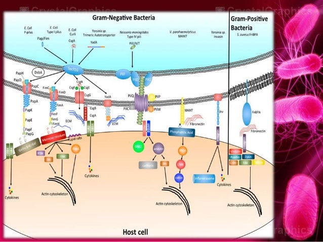 Adhesion Invasion And Colonization