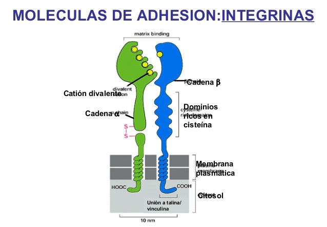 Adhesion intercelular