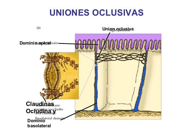 Adhesion intercelular