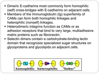 Adhesionmolecules 111109065715-phpapp01 | PPTX | Biological Sciences ...