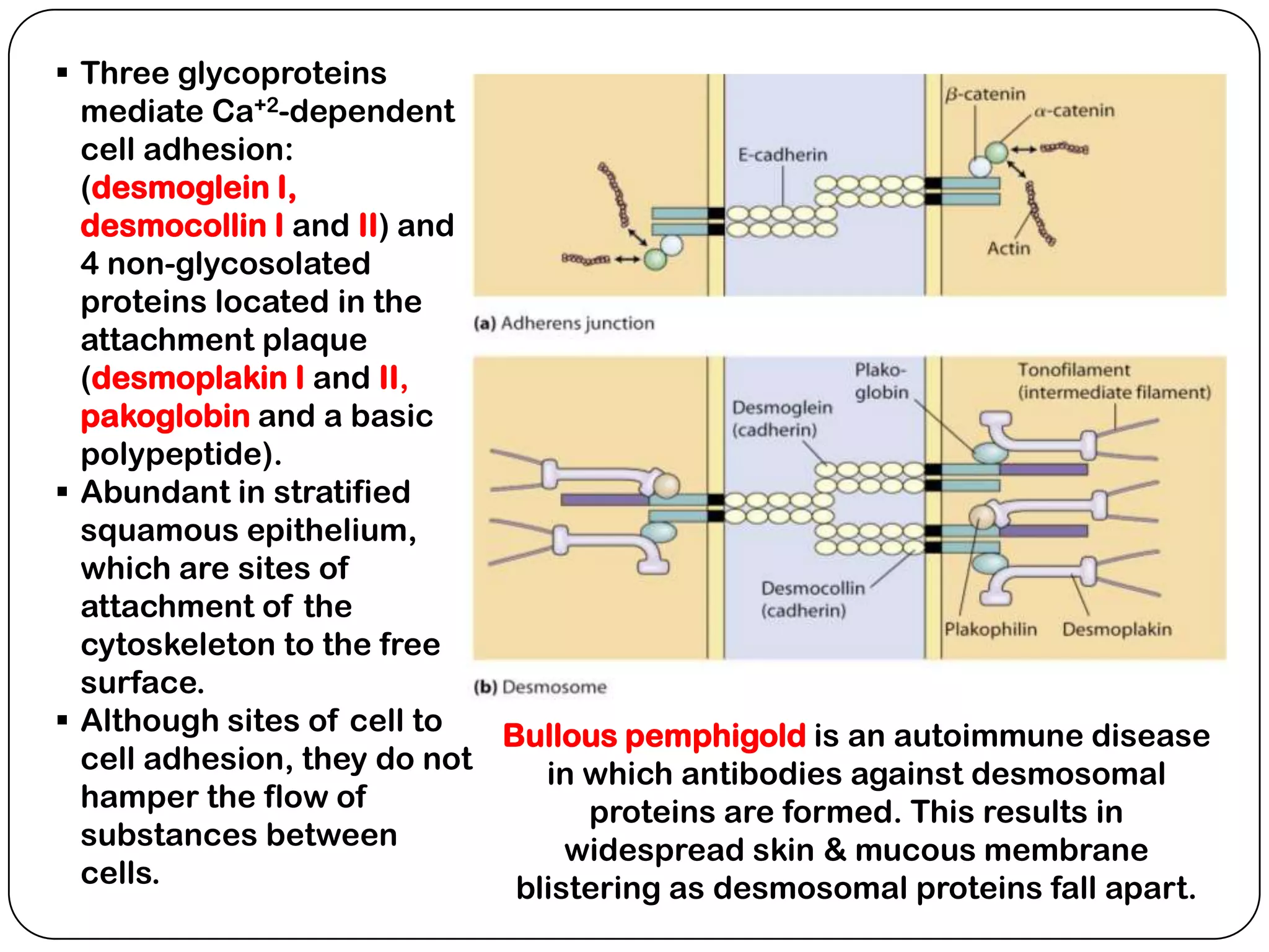 Adhesion molecules | PPT