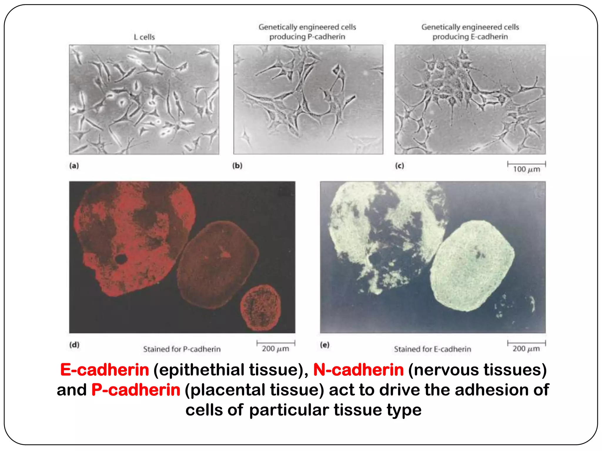 Adhesion molecules | PPT