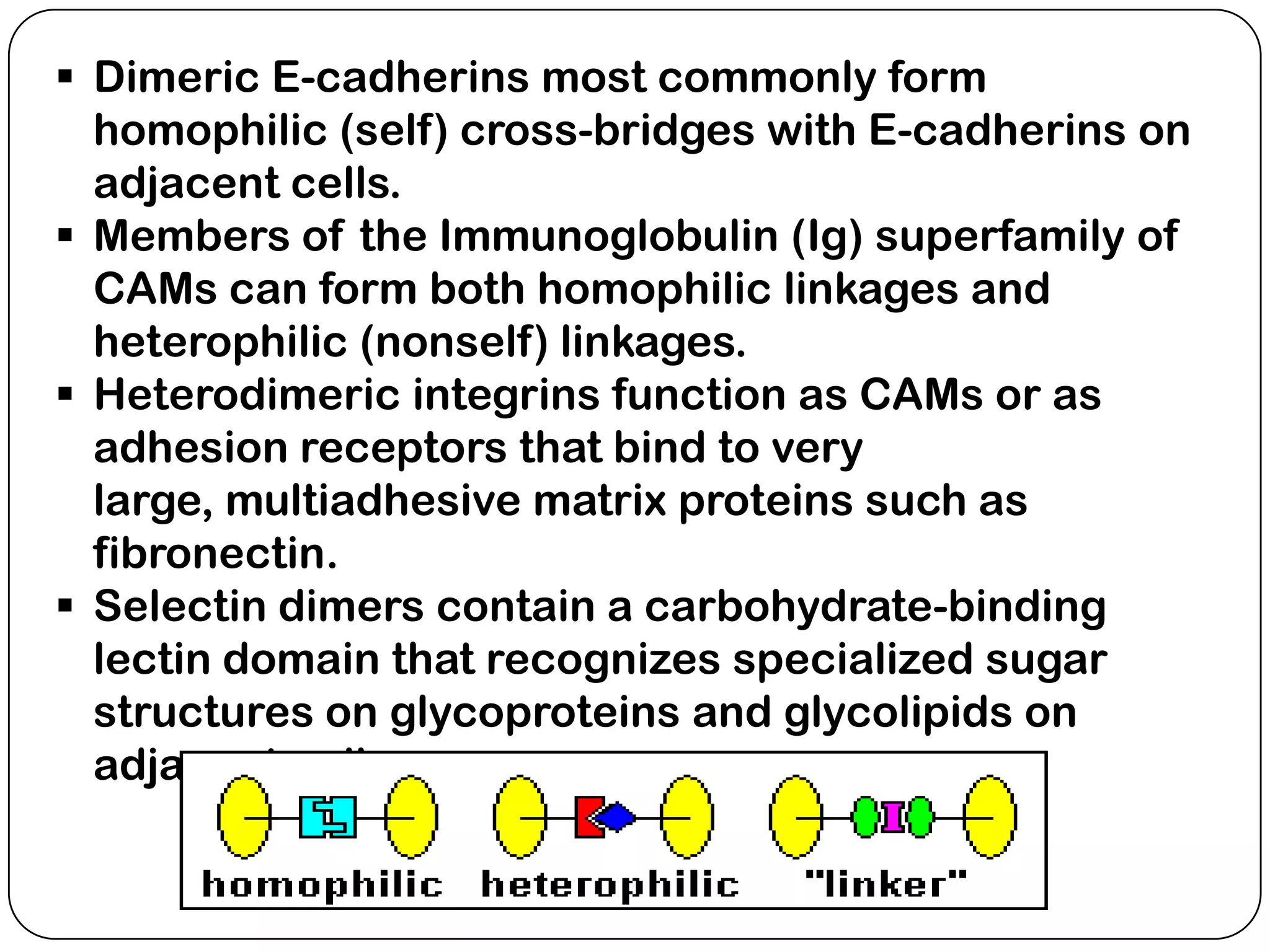 Adhesion molecules | PPTX