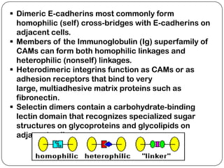 Adhesion molecules | PPT