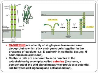 Adhesion molecules | PPTX