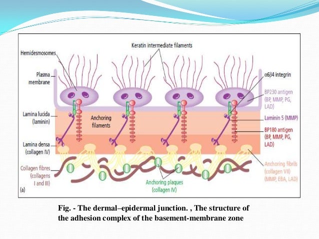 Adhesion molecules in skin seminar (2)