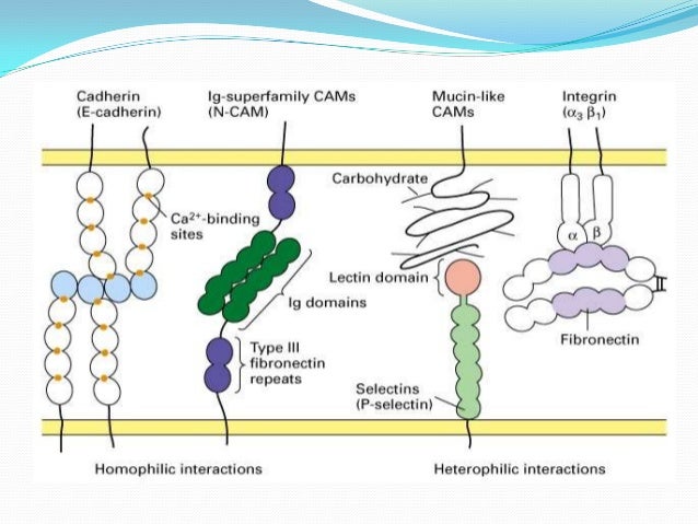 Adhesion Molecules