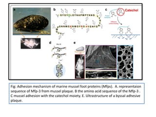 Adhesive proteins | PPTX | Biotech and Biomedical Industry | Industries