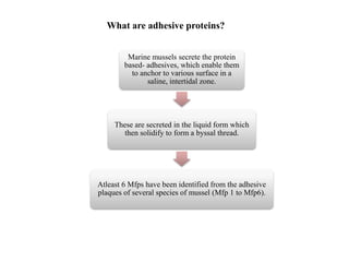 Adhesive proteins | PPT