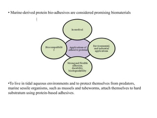Adhesive proteins | PPT