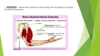 manual muscle testing by K Adhi lakshmi vapms cop | PPTX