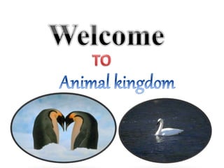 Animal kingdom | PPT
