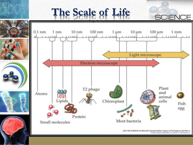 The Fundamental Unit Of Life Class 9th By ADHWEAT GUPTA