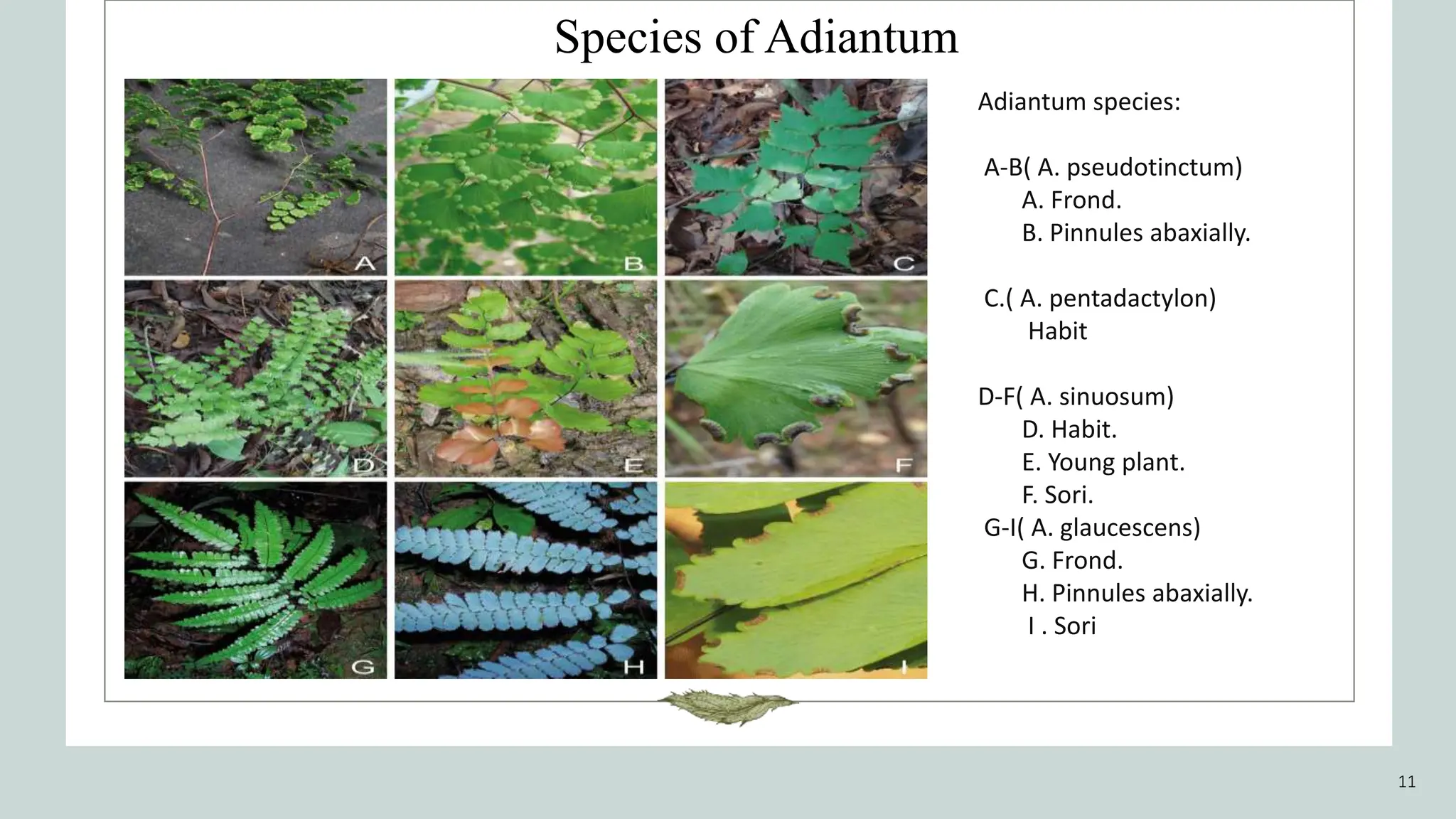 Adiantum.pptx(intoduction,species,reproduction) | PPTX
