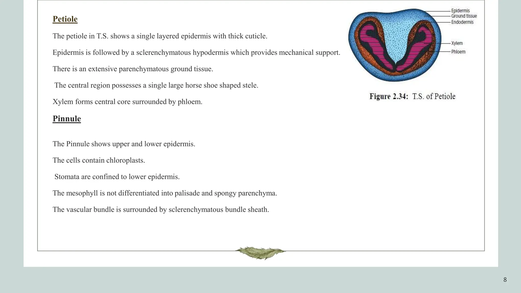 Adiantum.pptx(intoduction,species,reproduction) | PPTX