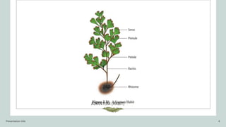 Adiantum.pptx(intoduction,species,reproduction) | PPTX | Gardening ...