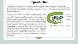 Adiantum.pptx(intoduction,species,reproduction) | PPTX | Gardening ...