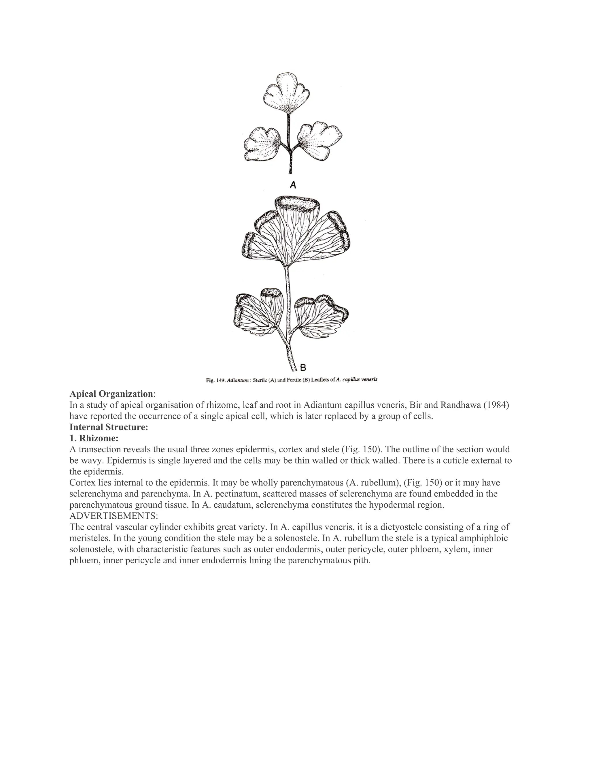 ADIANTUM anatomy and reporduction with diagrams | PDF