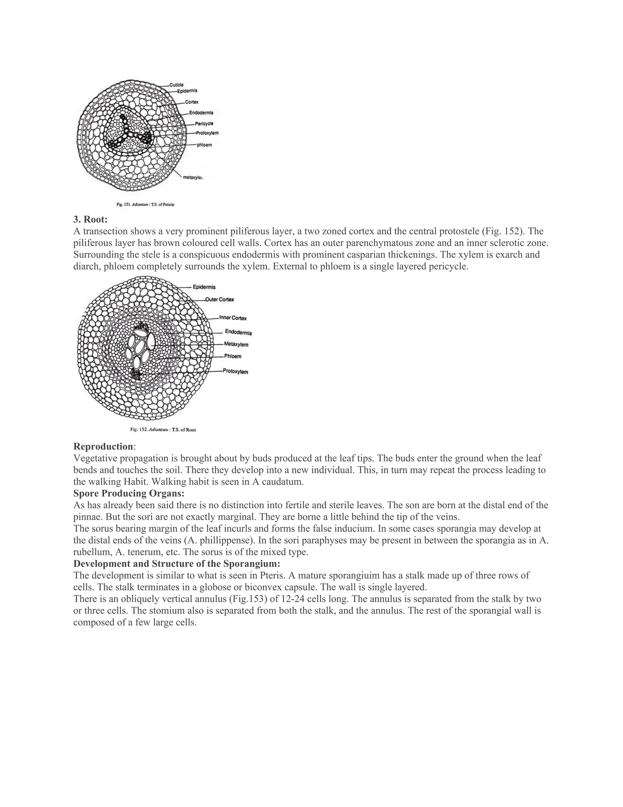 ADIANTUM anatomy and reporduction with diagrams | PDF