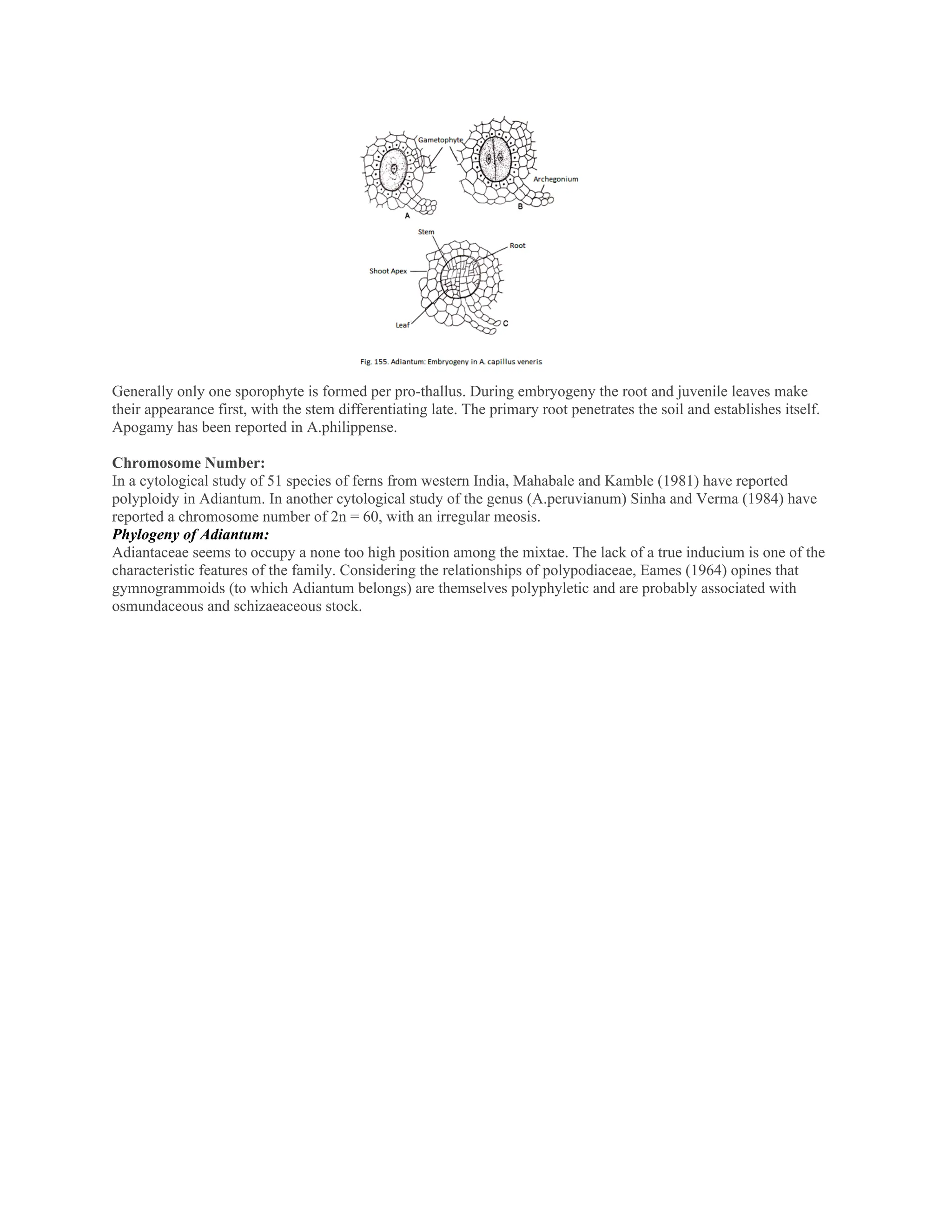 ADIANTUM anatomy and reporduction with diagrams | PDF