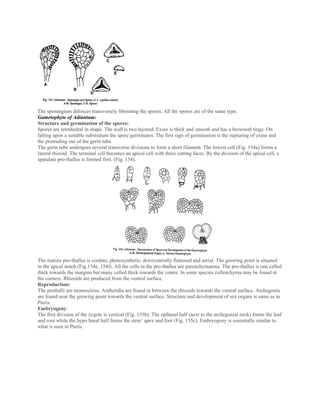 ADIANTUM anatomy and reporduction with diagrams | PDF