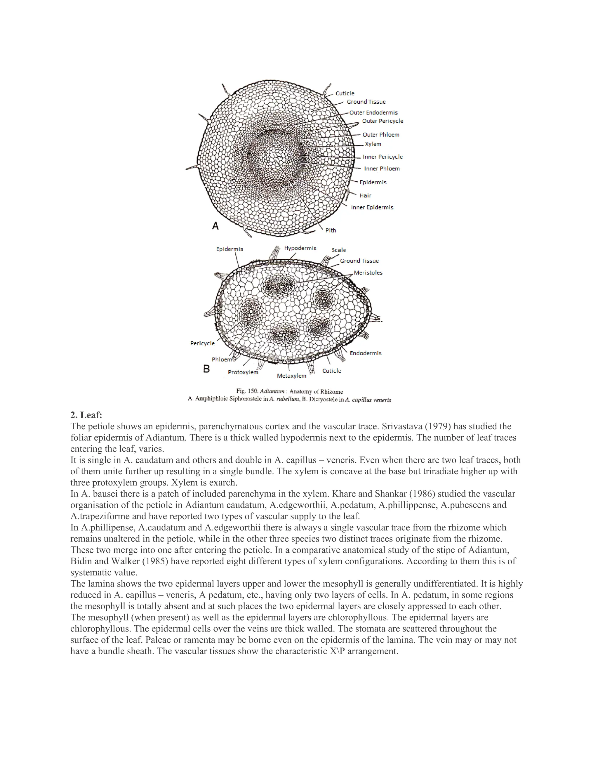 ADIANTUM anatomy and morphology with diagrams | PDF