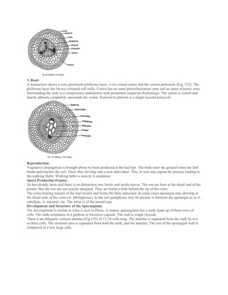 ADIANTUM anatomy and morphology with diagrams | PDF