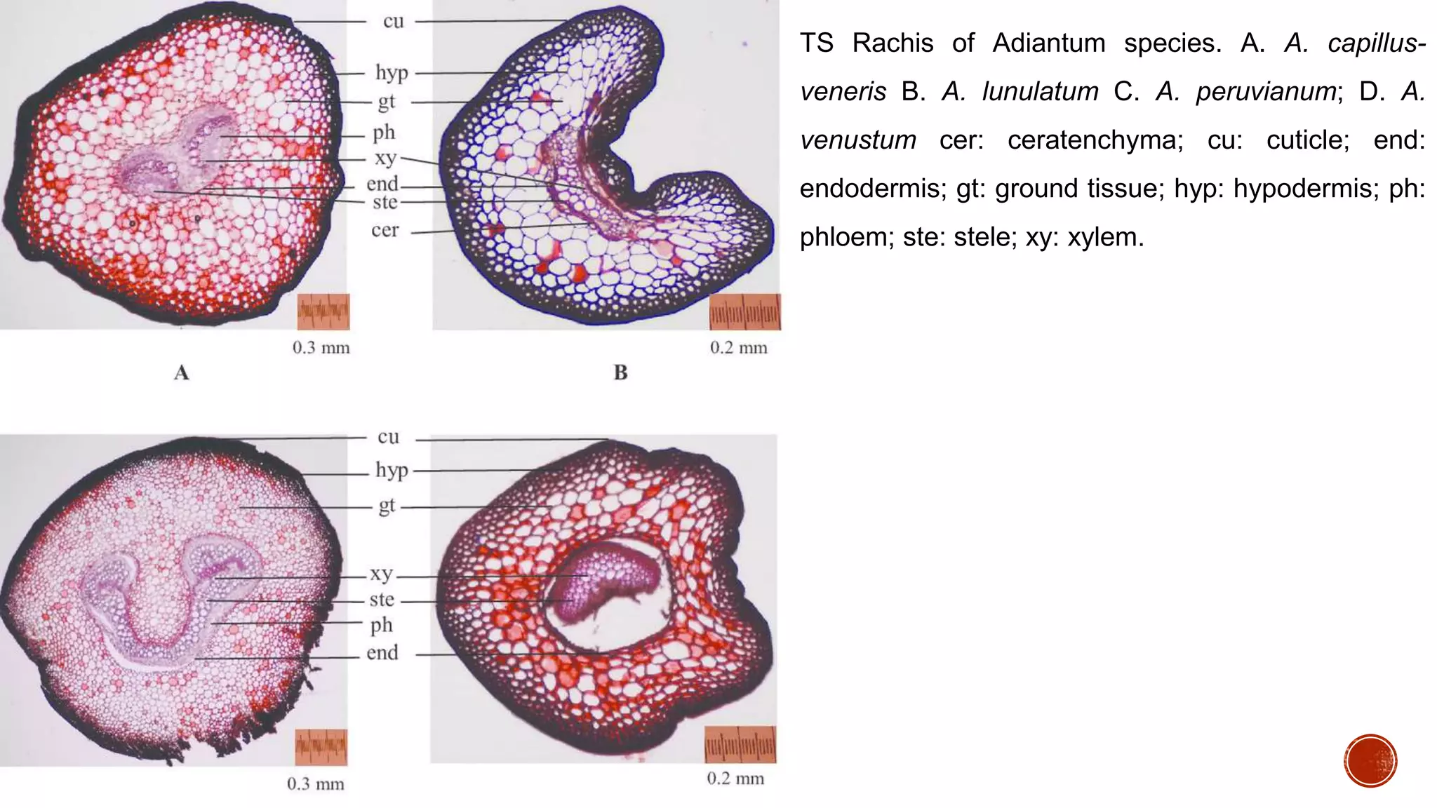Adiantum .pptx