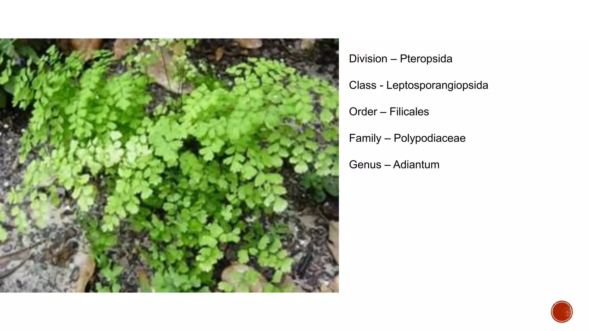 Adiantum .pptx