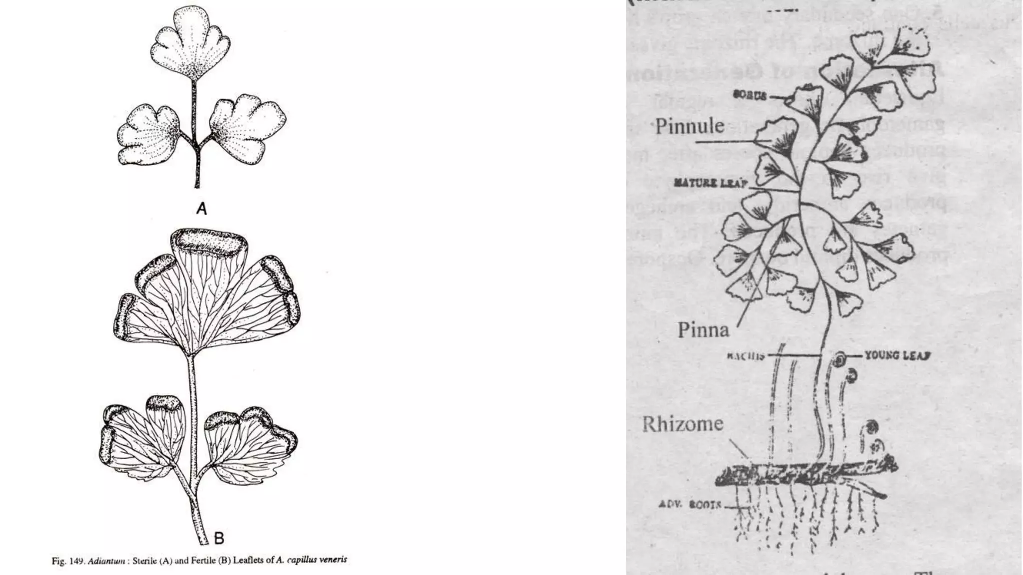 Adiantum .pptx