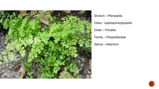 Adiantum .pptx