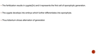 Adiantum .pptx