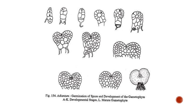 Adiantum .pptx | Skin and Dermatology | Diseases and Conditions