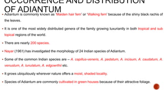 Adiantum .pptx | Skin and Dermatology | Diseases and Conditions