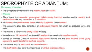 Adiantum .pptx