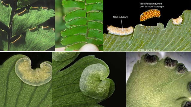 Adiantum .pptx | Skin and Dermatology | Diseases and Conditions